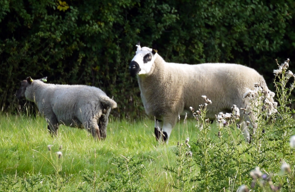 Sheep and Dog Status Update – Tales from a Wandering Mind